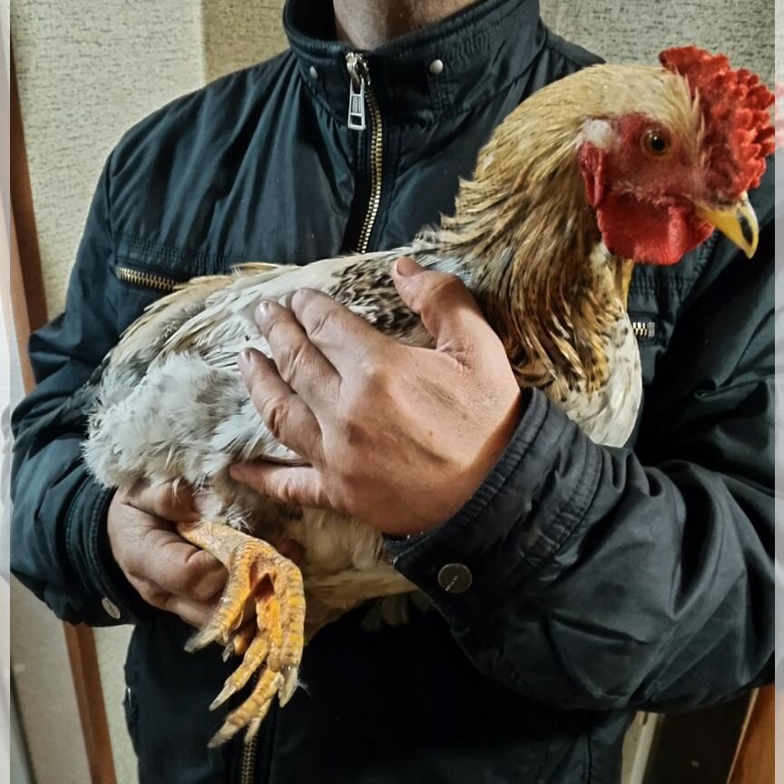 Петушки молодые красивые