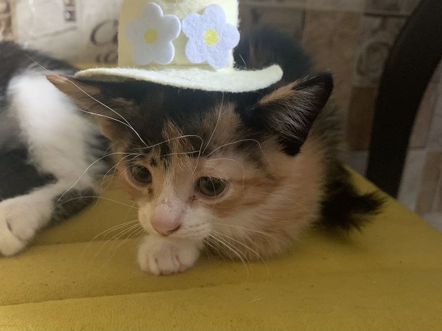 Котенок девочка трехцветная бесплатно