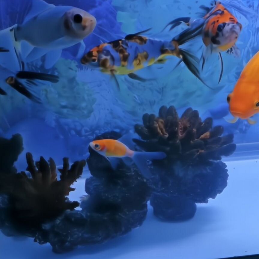 Продам комет