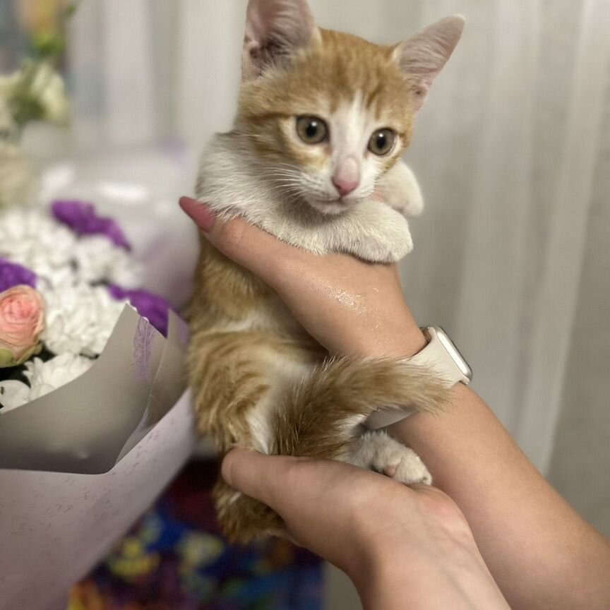 Котик мышелов