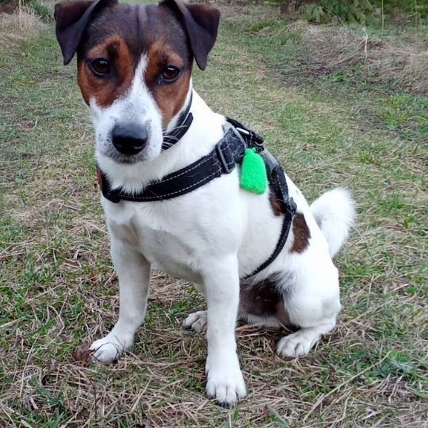 Джек-рассел-терьер, вязка