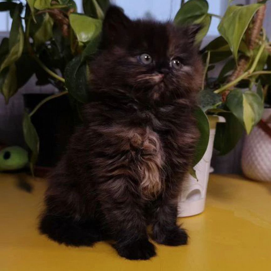 Шотландский прямоухий длинношёрстный котёнок