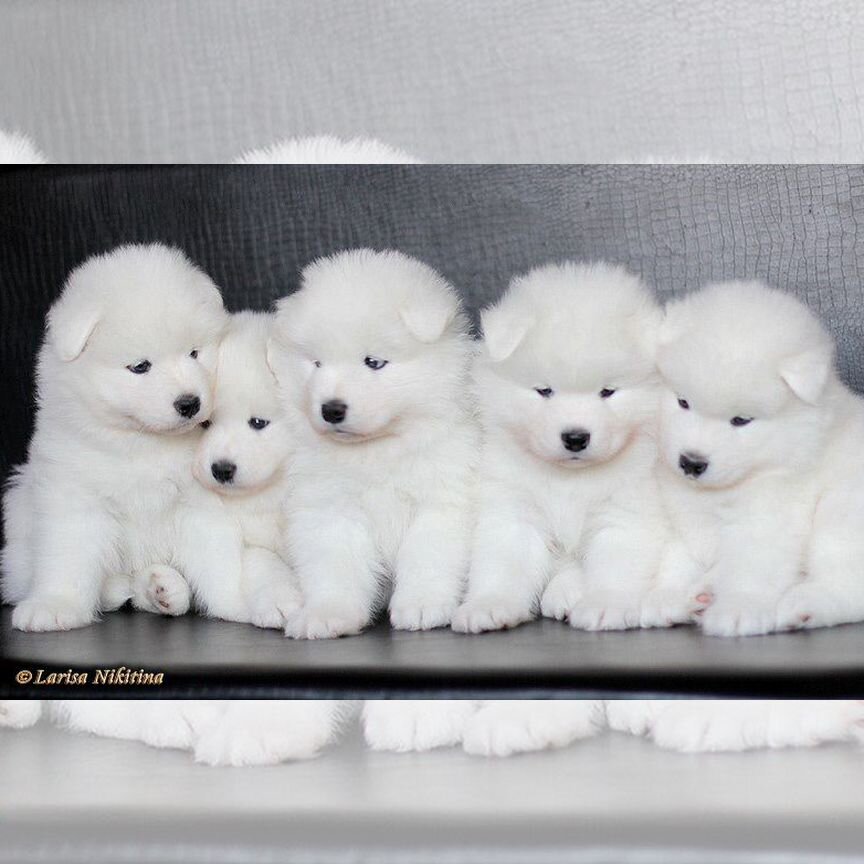 Самоедская собака, щенок