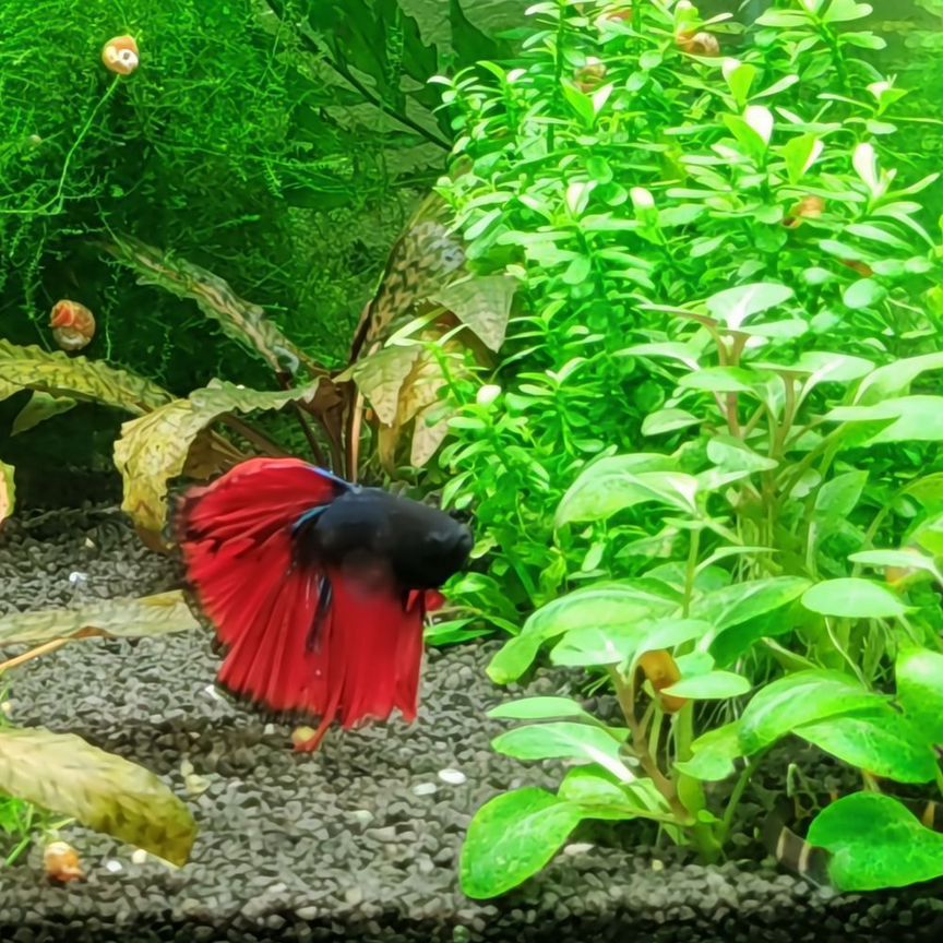 Рыбка Петушок Супердельта