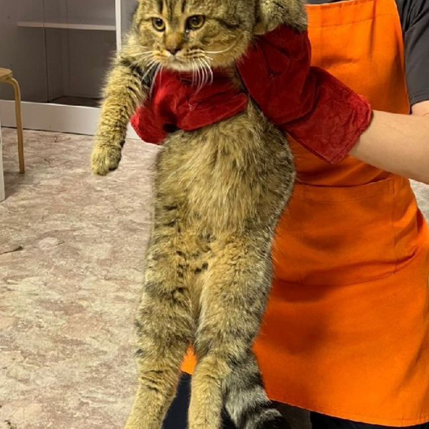 Крупный кот в добрые руки