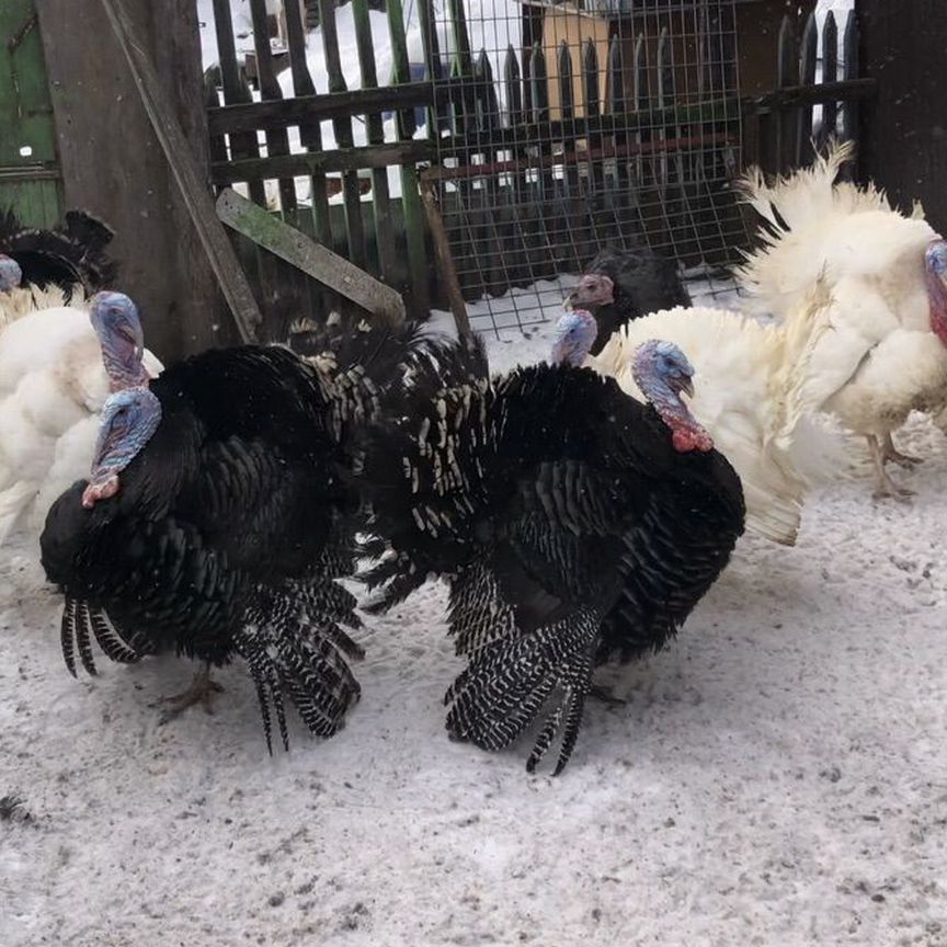 Индюки племенные