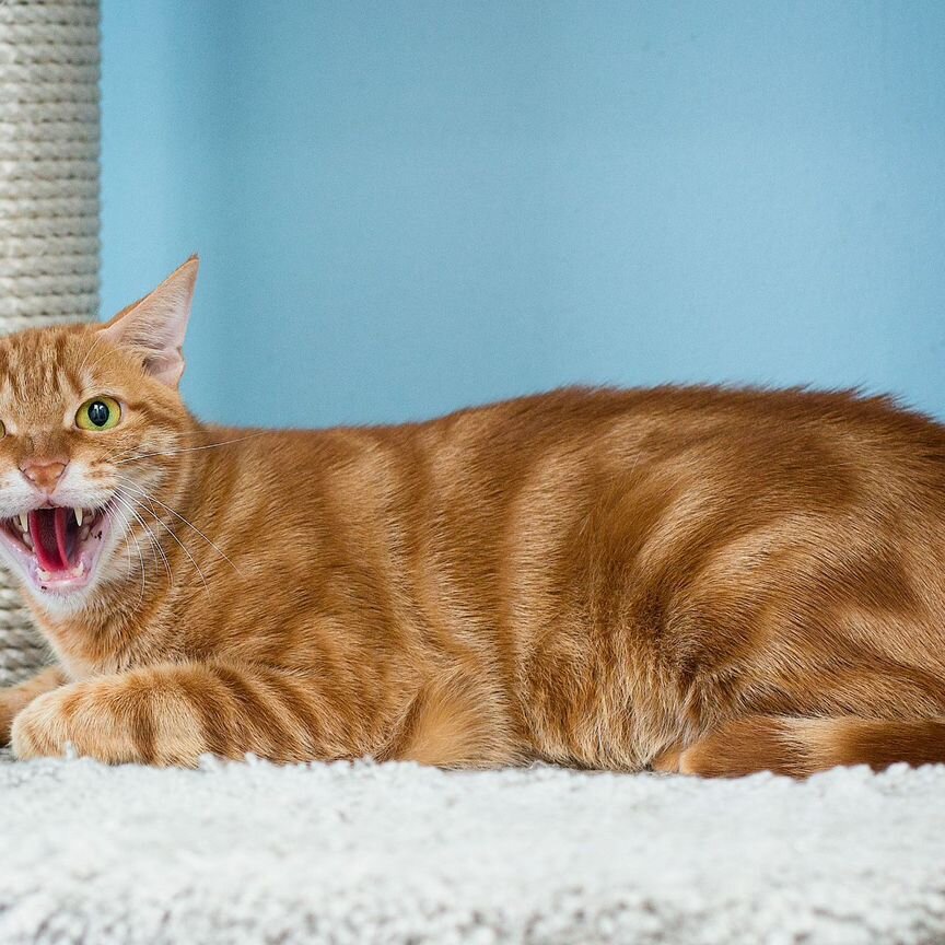 Гарфилд яркий рыжий в добрые руки в дар