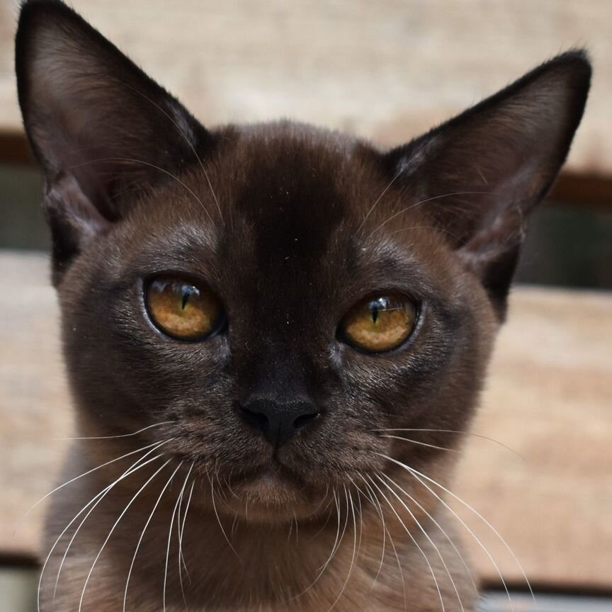 Европейский бурманский котёнок