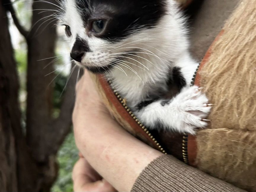 Котенок ищет дом