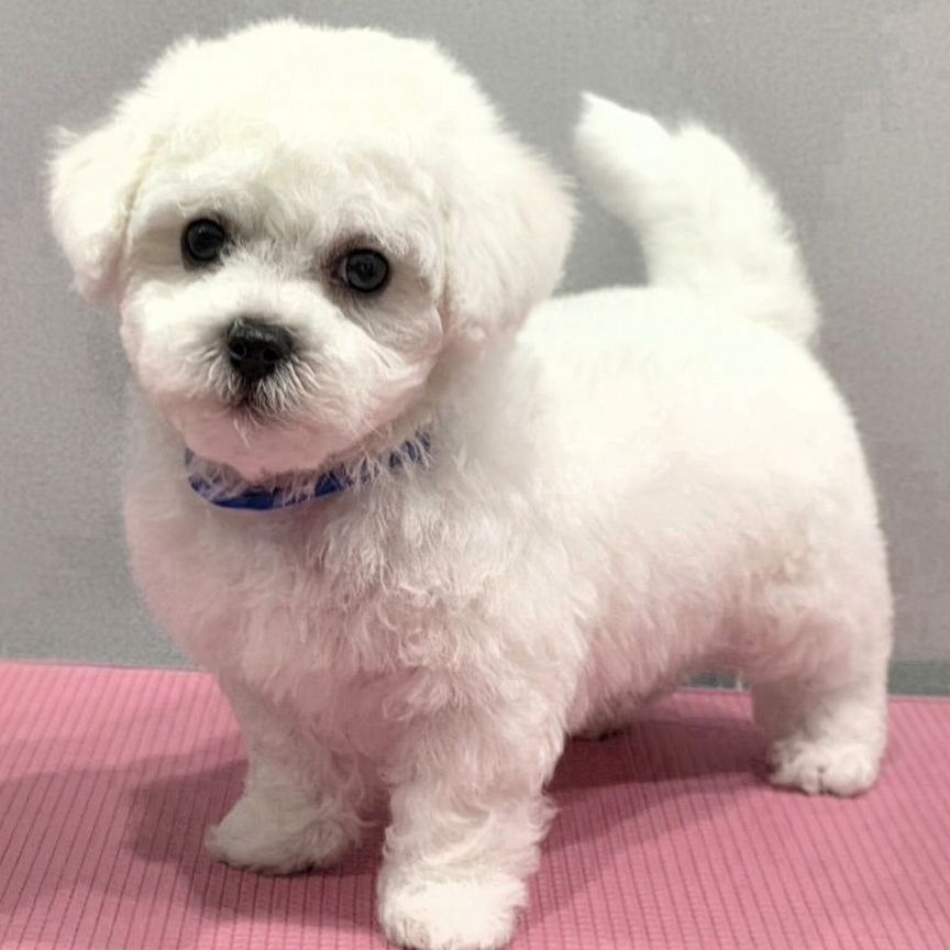 Бишон фризе, щенок