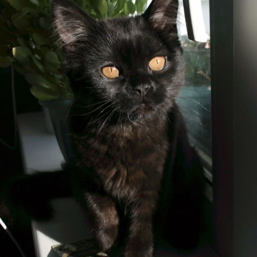 Британская длинношёрстная, взрослая кошка