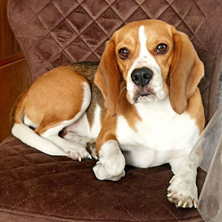 Вязка собак бигль