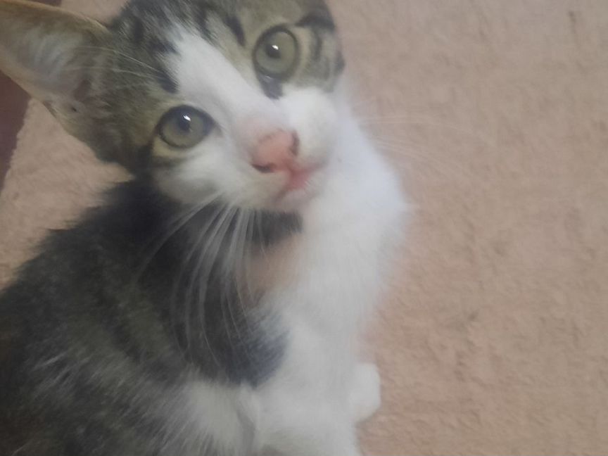 Кошка в дар бесплатно котики