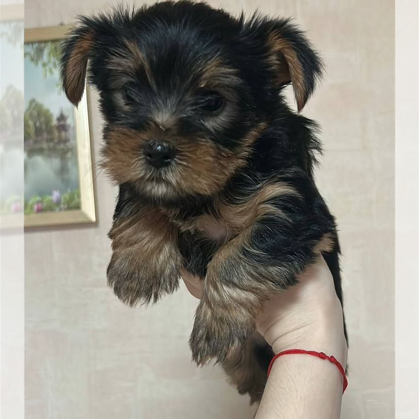 Йоркширский терьер, щенок