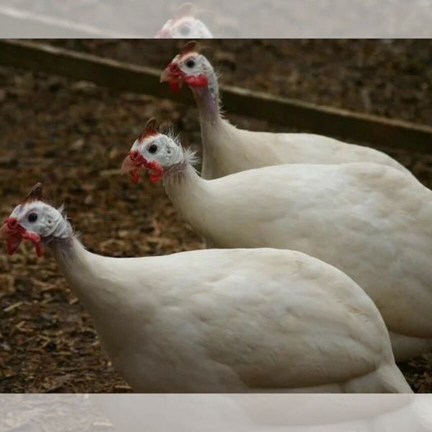 Цесарка Волжская белая