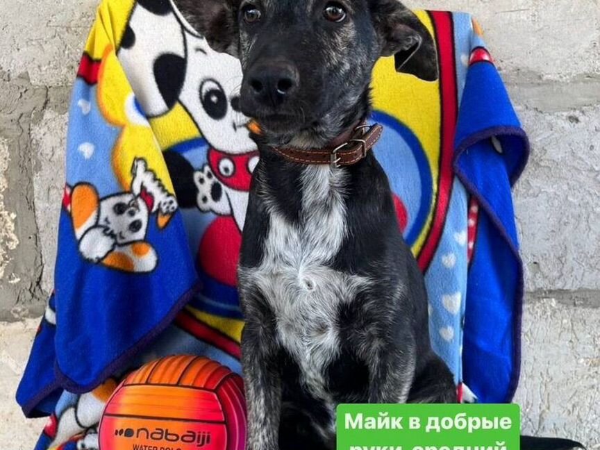 Собака Майк 4 месяца