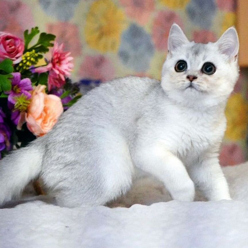 Шотландское счастье