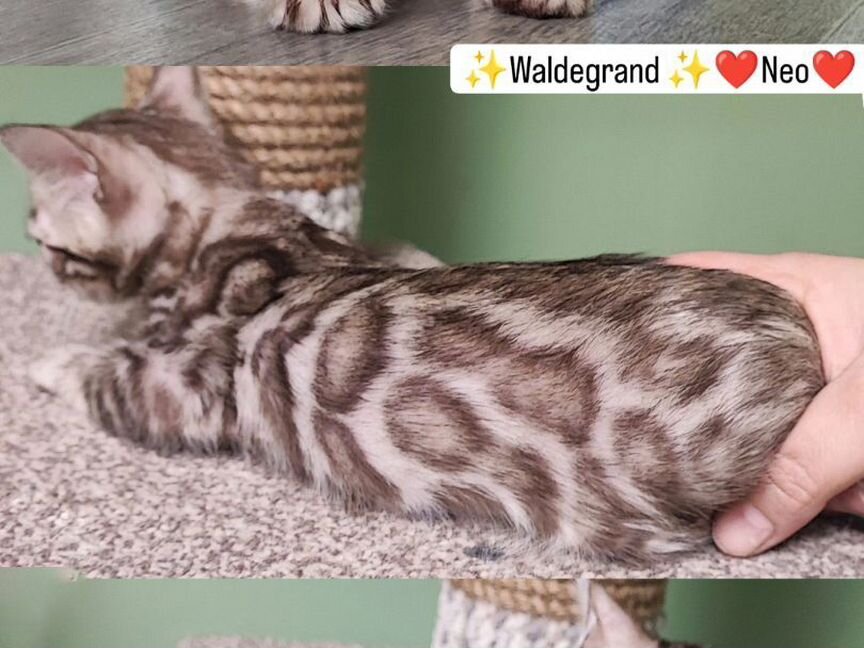 Клубные бенгальские котята серебро и нег