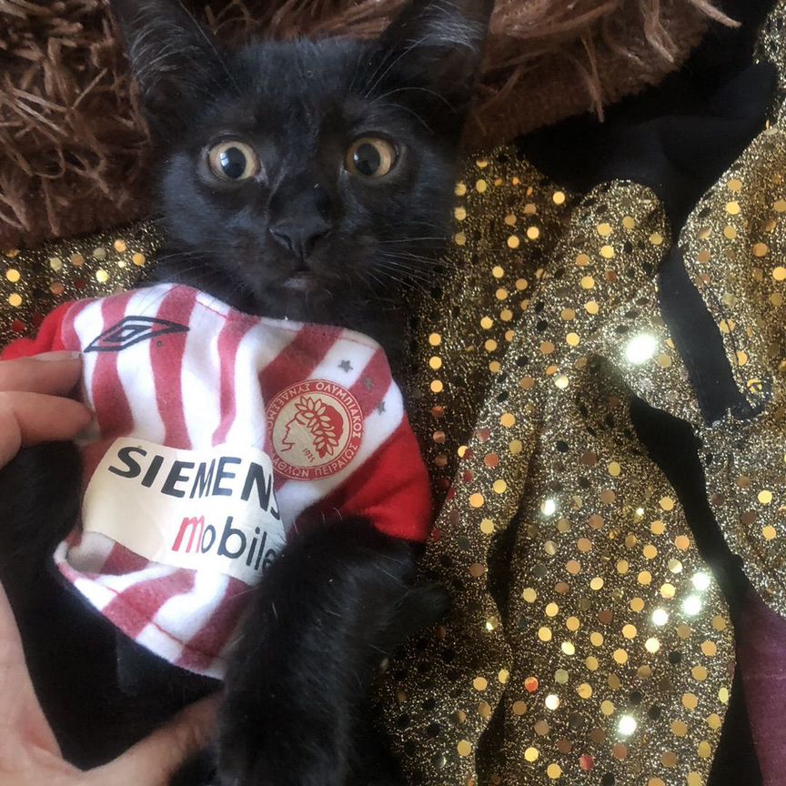 Котенок Мерлин