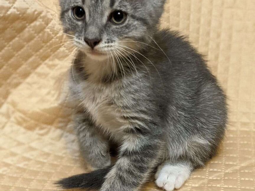 Котенок куколка