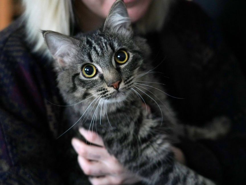 Котенок ищет семью