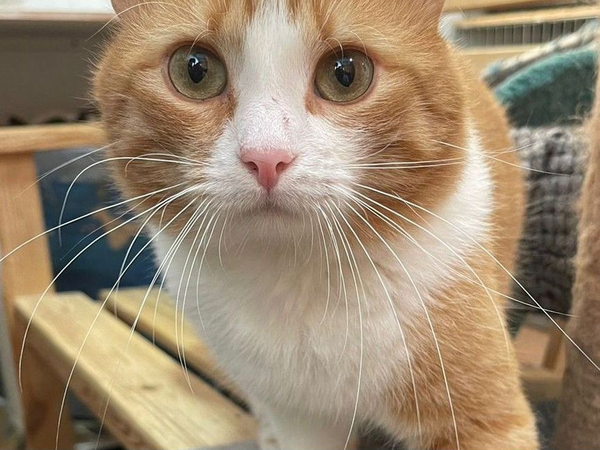 Рыжий кот из сказки