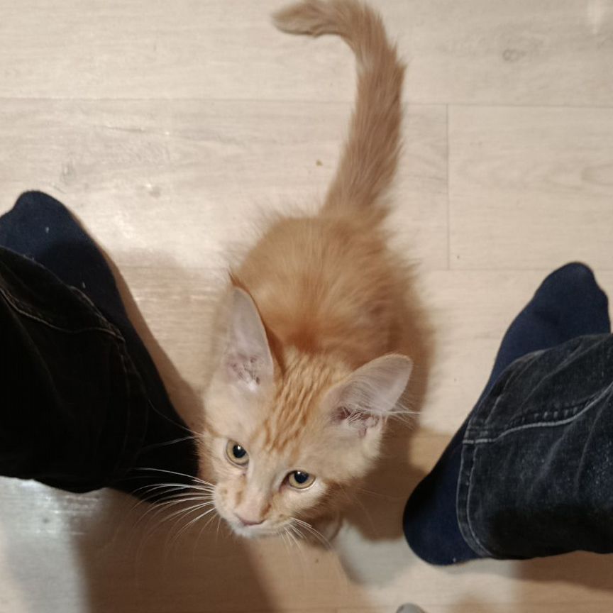 Продам котенка
