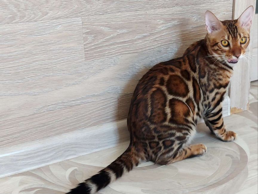 Бенгальская