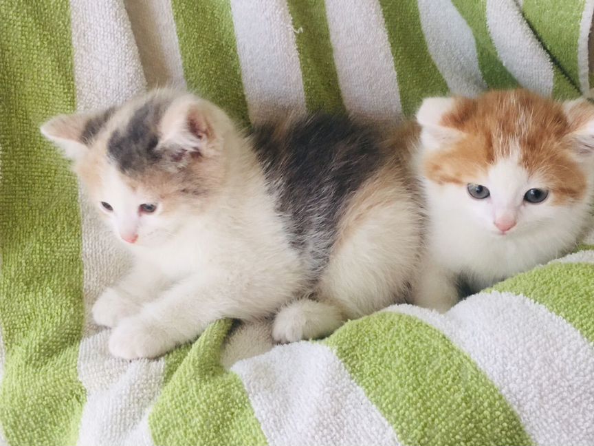 Отдам двух маленьких котёночка