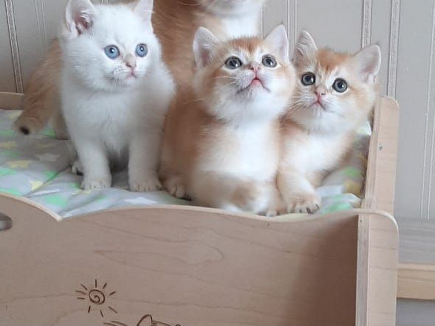 Британские котята