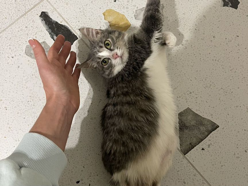 Котенок мальчик