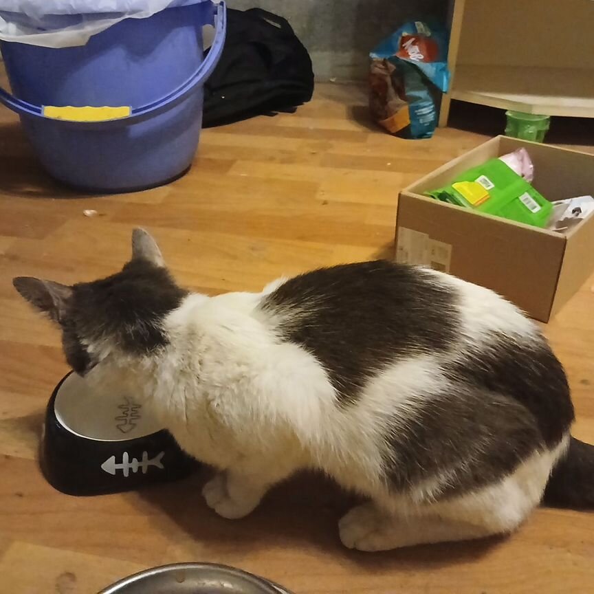 Котёнок в добрые руки