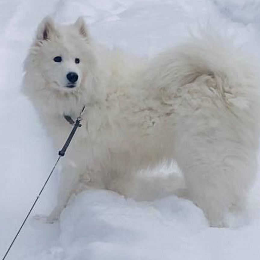 Щенок от частного владельца
