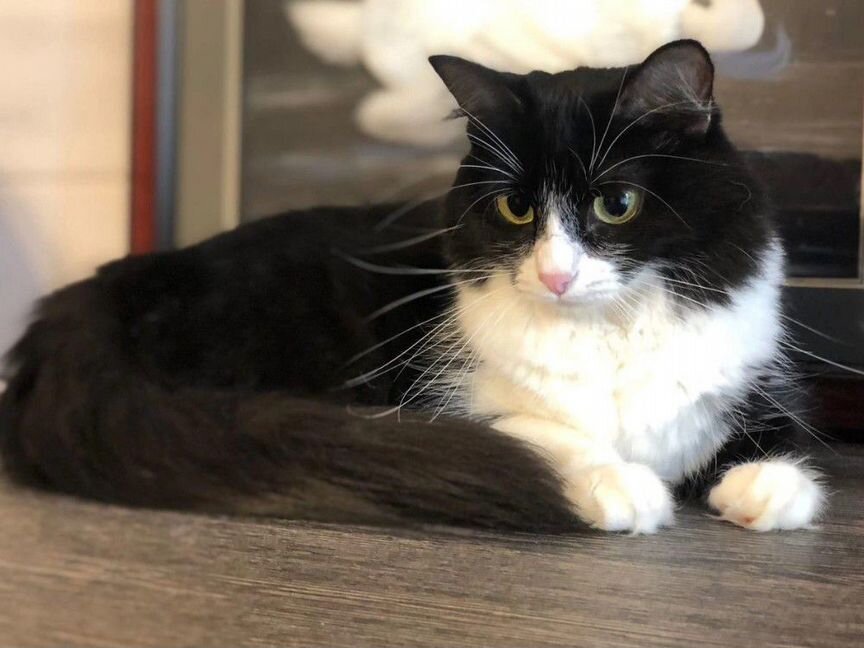 Пушистая молодая сибирячка Бэлла