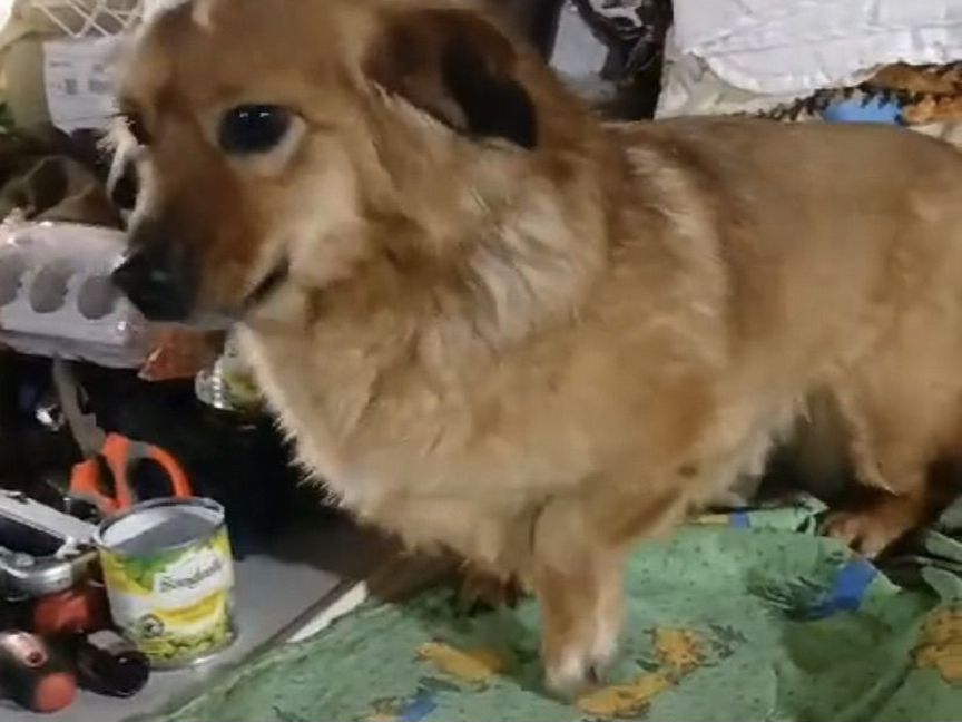 Маленькая собака