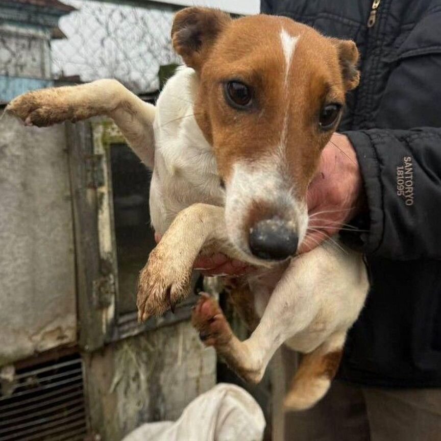 Фокстерьер, взрослая собака