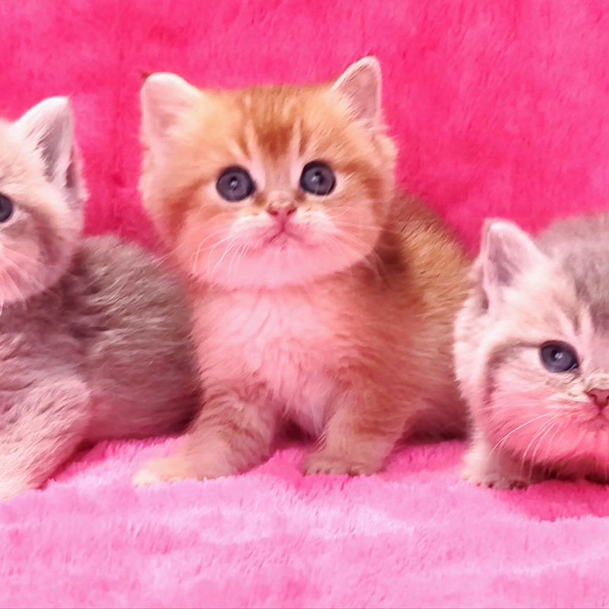 Малыши к новому году