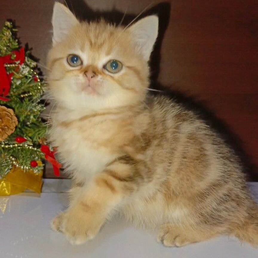 Шотландские золотые котята беби-фейс
