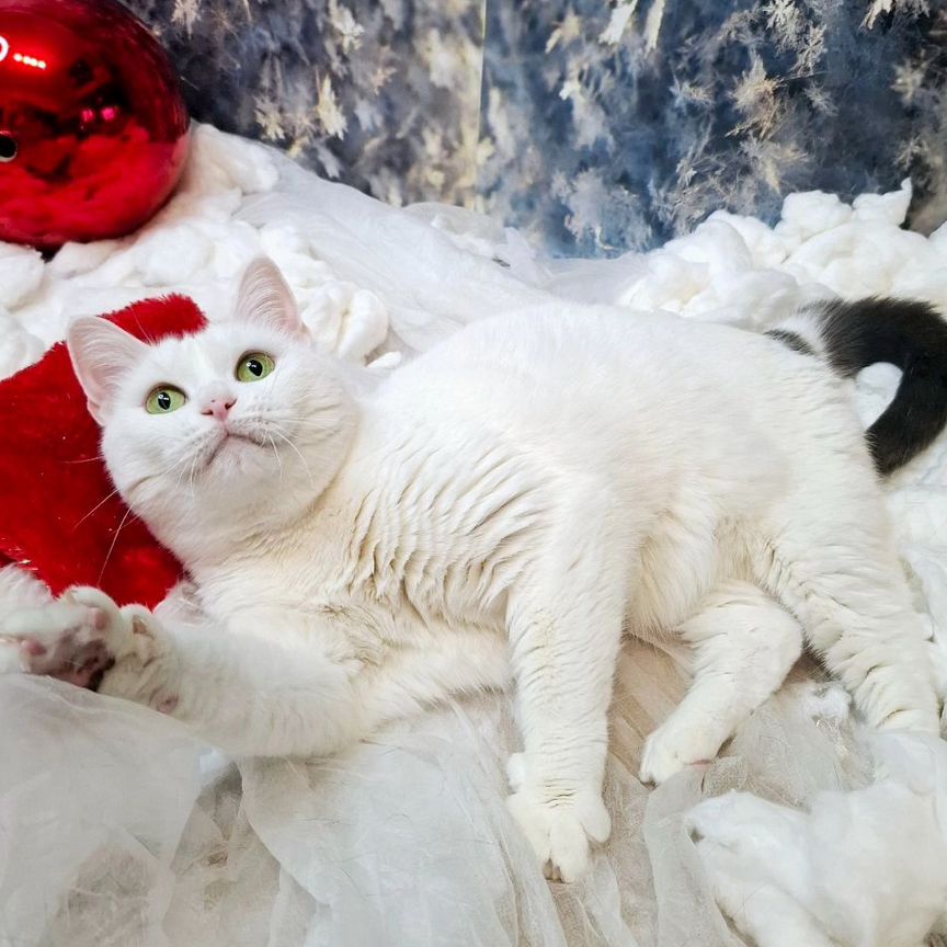 Кошка в добрые руки