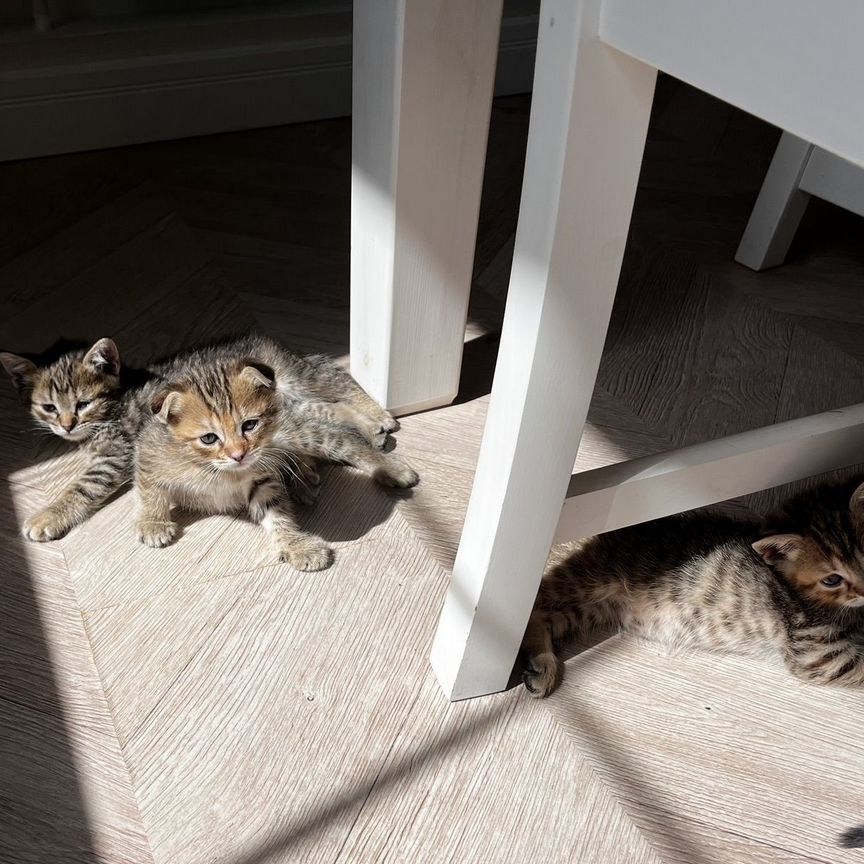 Шотландский вислоухий короткошёрстный котёнок