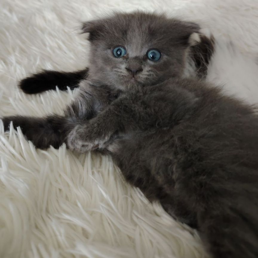 Шотландский вислоухий длинношёрстный котёнок