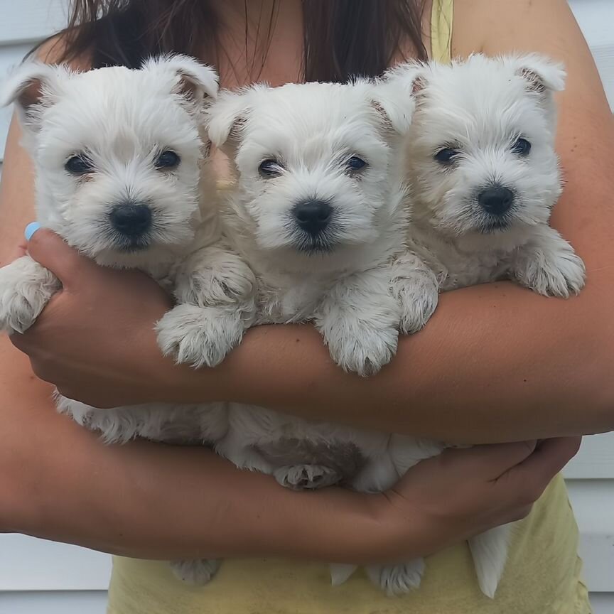 Вест-хайленд-уайт-терьер, щенок