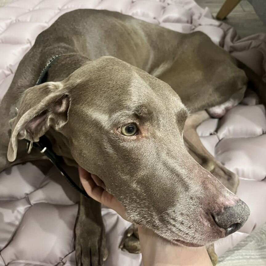 Ласковый Веймаранер ищет дом