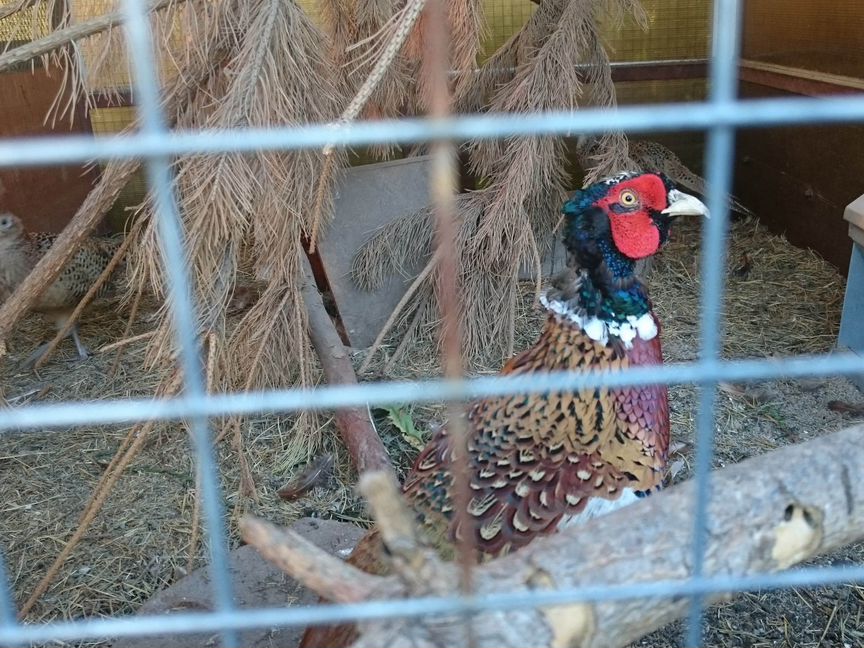 Фазан охотничий самец