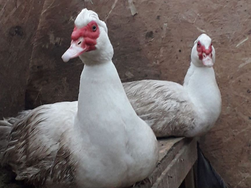 Утята индоутки