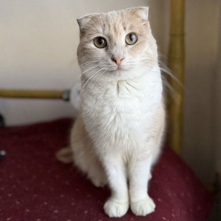 Шотландская вислоухая короткошёрстная, взрослая кошка