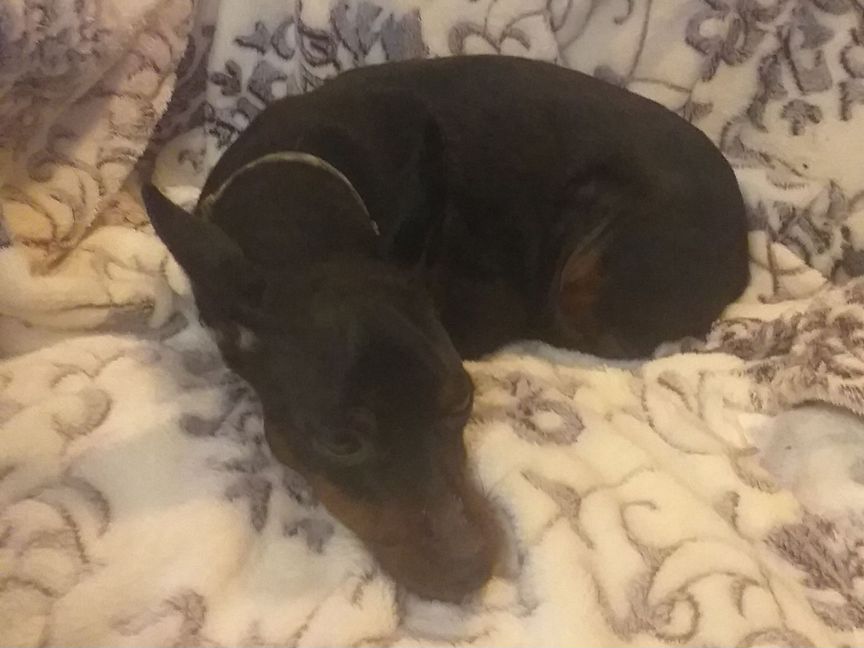 Цвергпинчер бесплатно