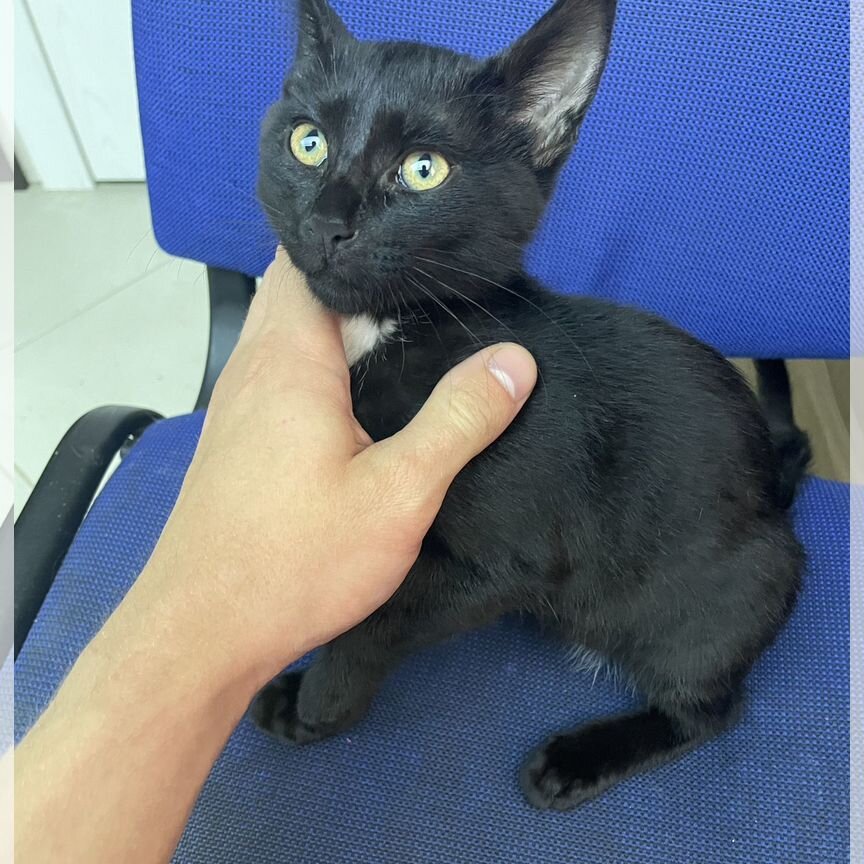 Отдам кота в добрые руки бесплатно