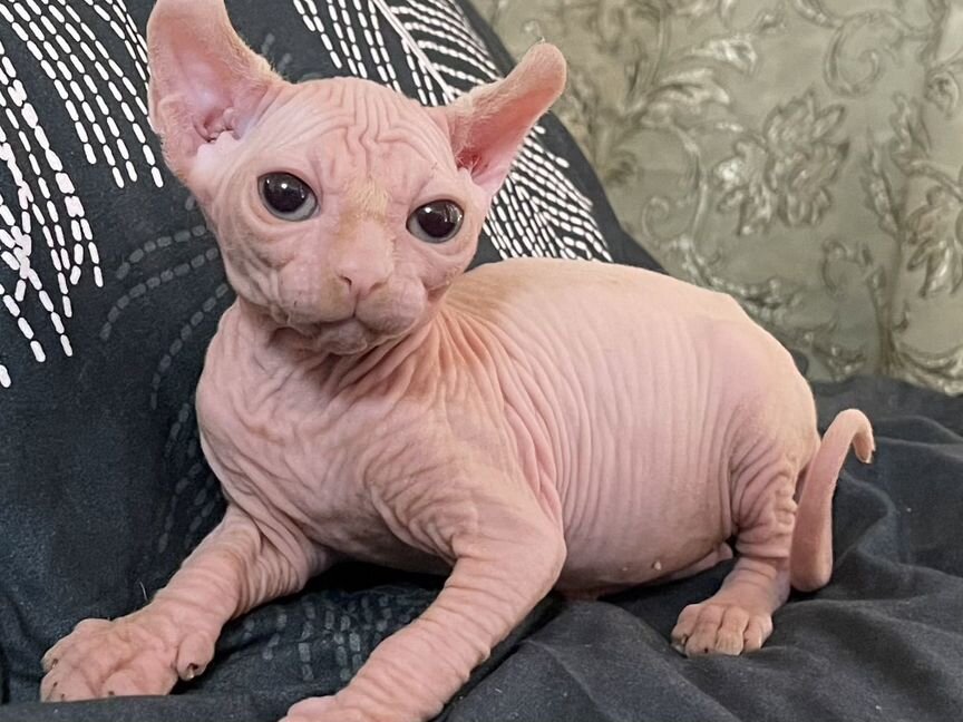 Эльф котенок девочка