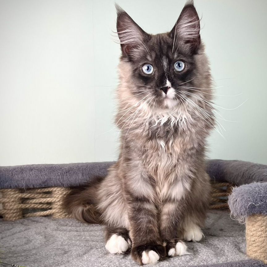 Мейн-кун котёнок